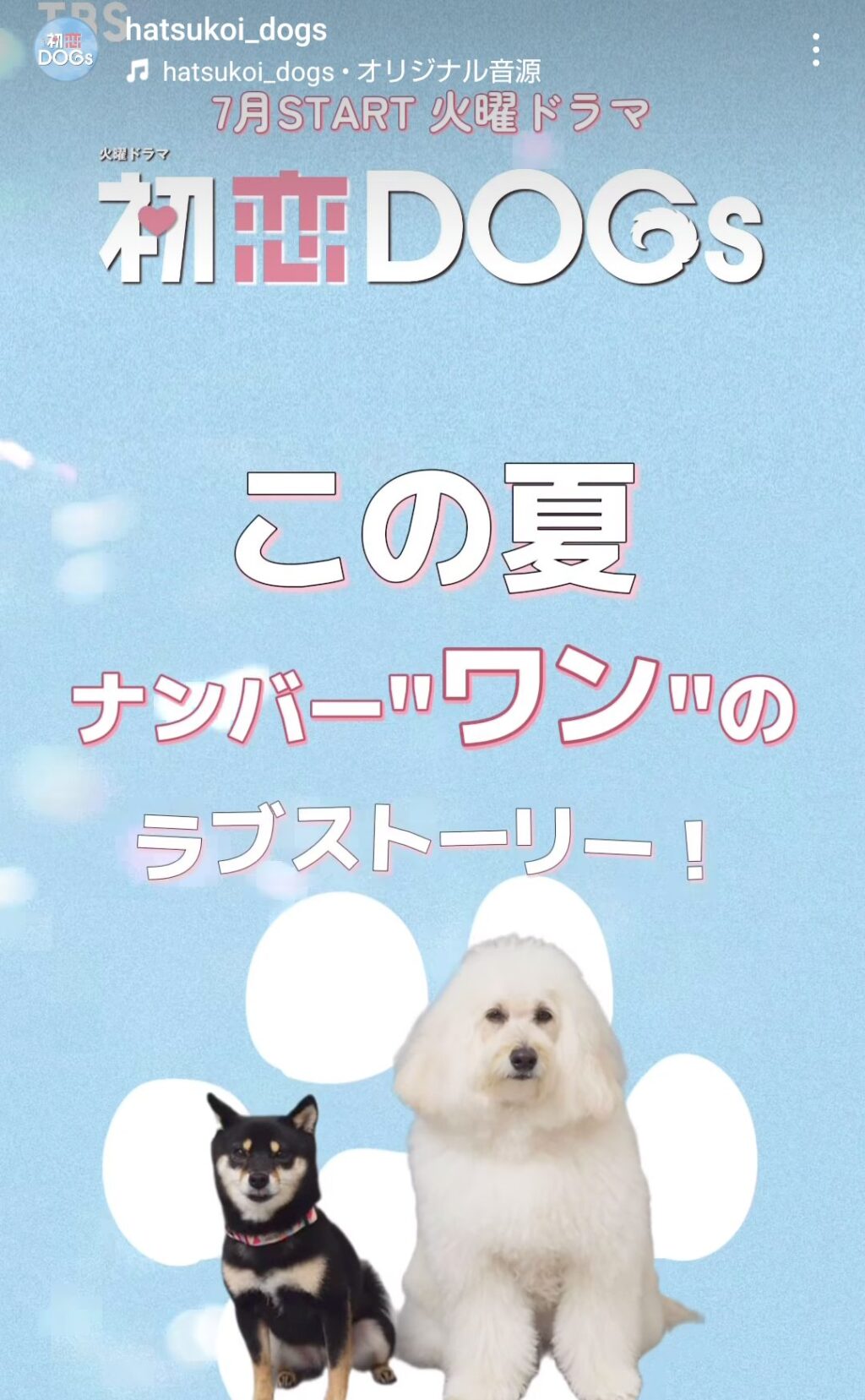 初恋DOGsの将軍とサクラの犬種や名前・年齢が気になる！可愛い画像を紹介！ | さくらエキスパート